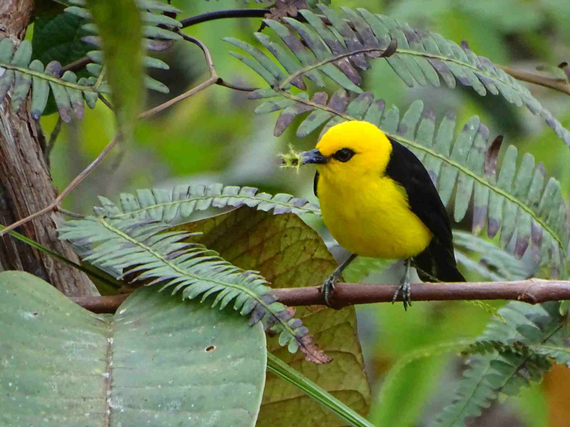 Panamá Celebra el Día de la Diversidad Biológica Incluyendo Nuevas ...